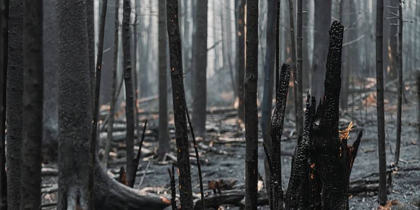 California Wildfires: A History and Prevention Strategies