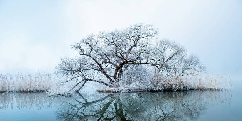 Top Trees to Add Elegance and Magic to Your Snowy Landscape