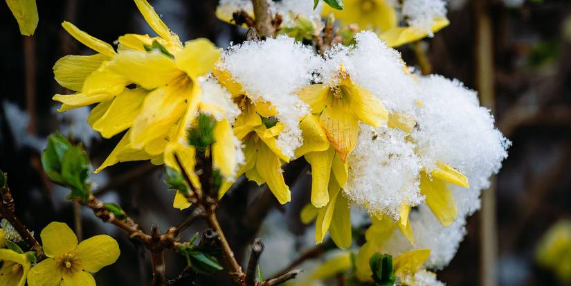 5 Hardy Perennials That Thrive in the Coldest Weather