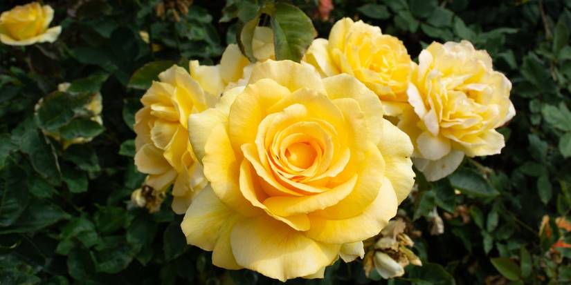 Before Romance Took Over: The True Color History of Roses