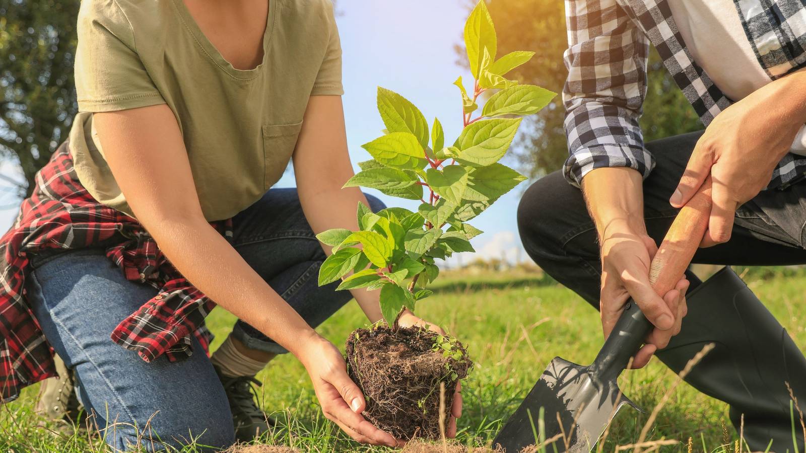 A Tree for Two: Planting Love That Lasts Forever
