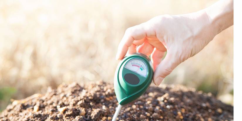 The Right Way to Water Plants Using a Moisture Meter