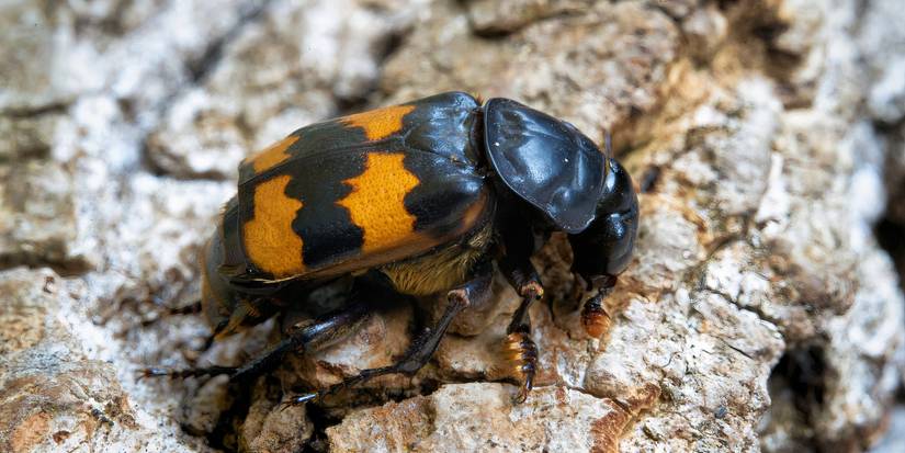 5 Rare Insect Species to Watch for in Your Yard or Garden