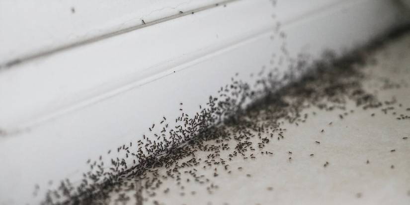 Kitchen Pest Control: Defeat Moths, Beetles, Weevils and Food Moths