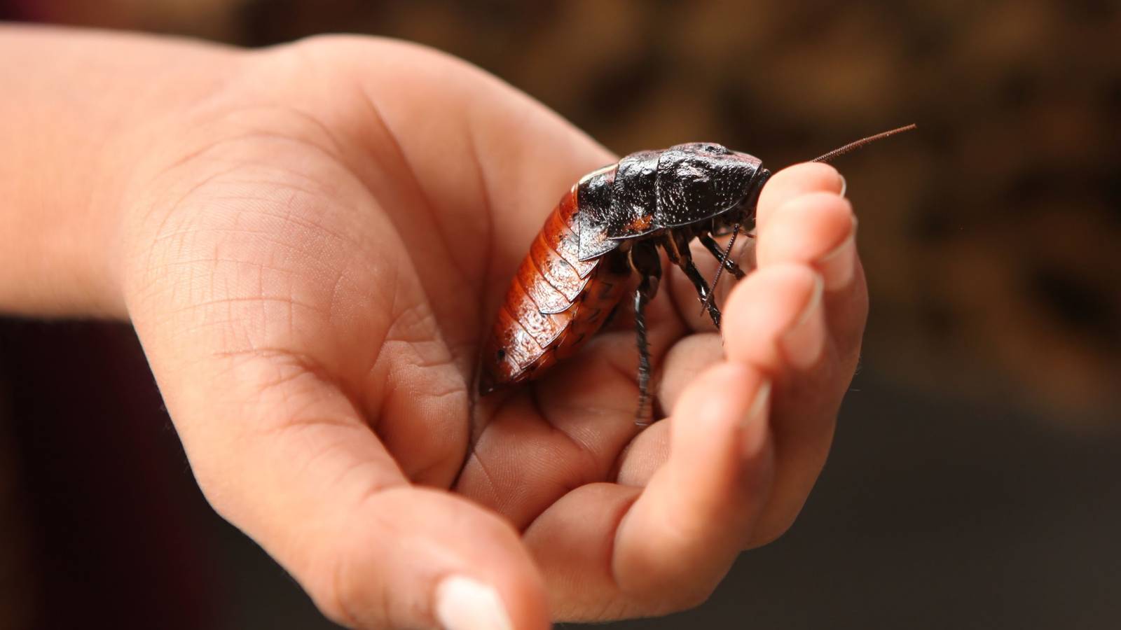 Cyborg Roaches: Scientists Are Turning Insects Into High-Tech Explorers