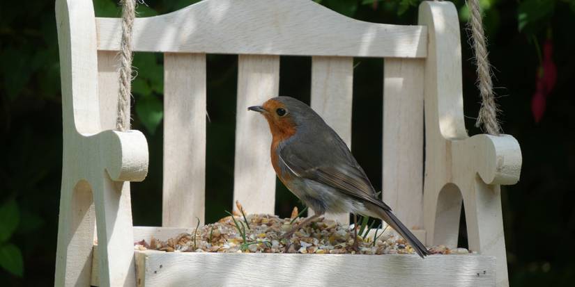 Attract Birds and Elevate Your Garden with Stylish Bird Swing Ideas