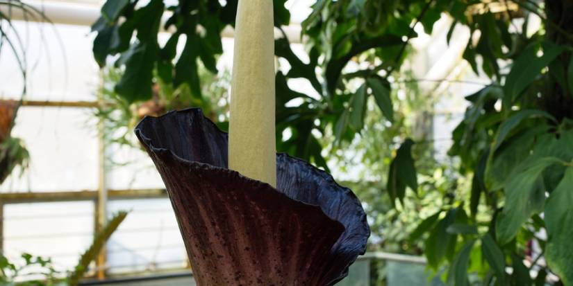 Amorphophallus Gigas Blooms at Brooklyn Botanic Garden: A Rare Event