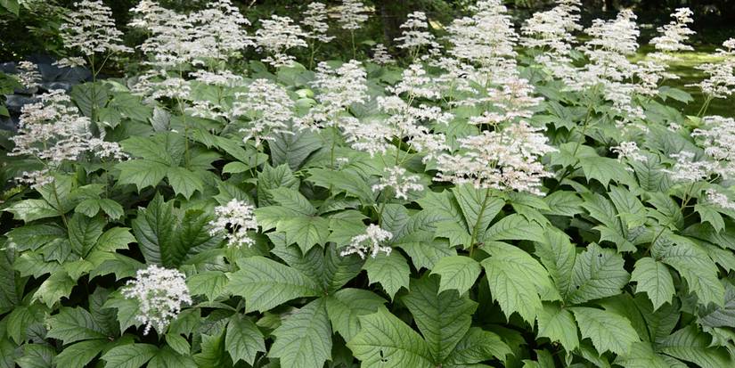 5 Stunning Rain Garden Flowers That Fight Flooding in Style