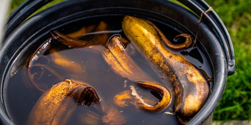 How to Make Banana Peel Fertilizer for Your Garden