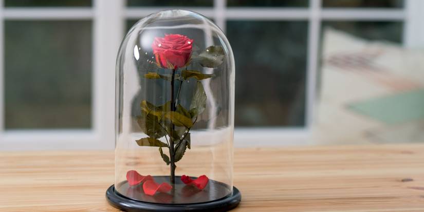Preserved Roses: The Secret to Long-Lasting Beauty & Romantic Gifts