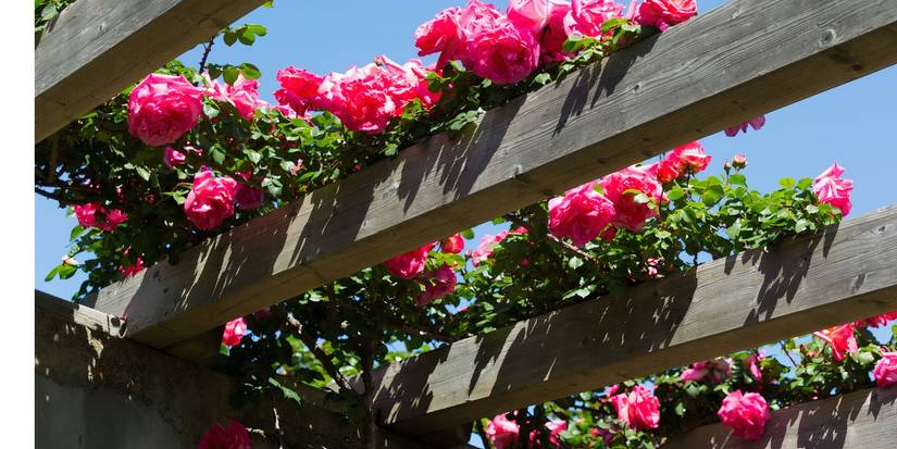 Build a Dreamy Rose Arbor: DIY Garden Guide