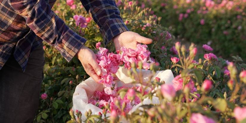 5 Brilliant Ways to Use Rose Petals in Your Home and Garden