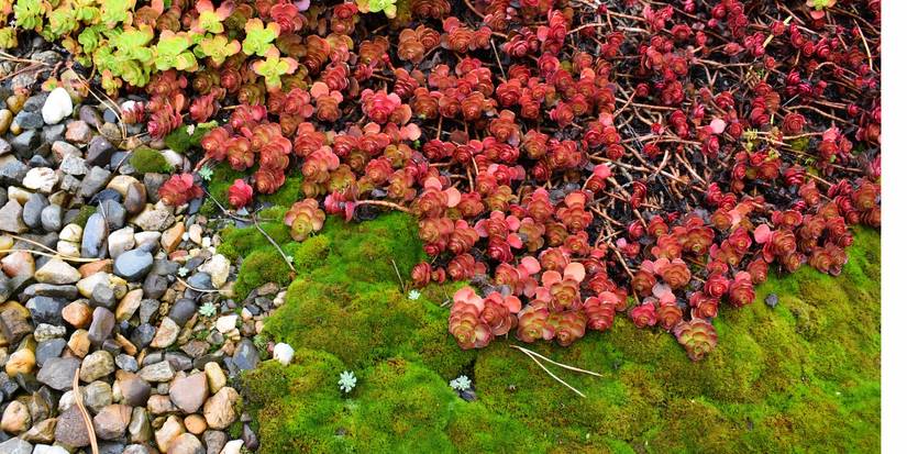 Landscaping a Steep Hill: Plants That Will Transform Your Sloped Yard