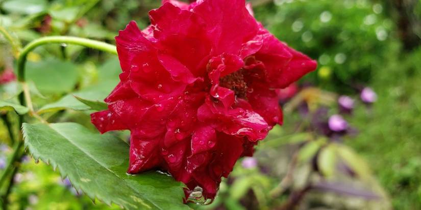 Red Roses to Elevate Holidays, Valentine’s, and Everyday Decor