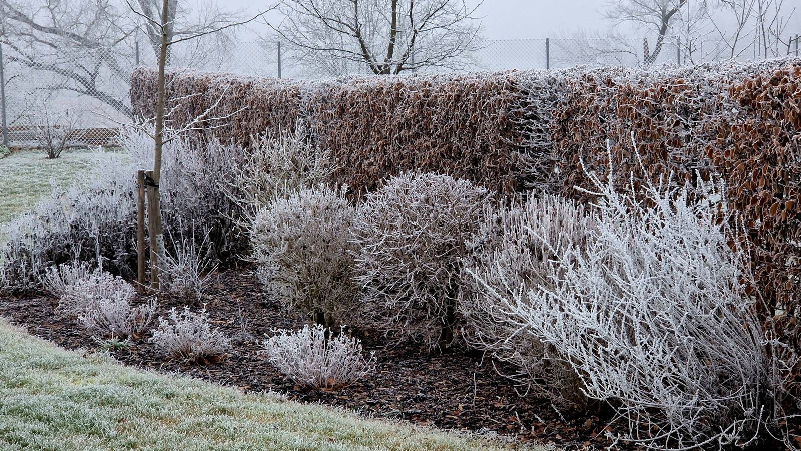 Are My Plants Dead? Understanding Winter Dormancy in Plants
