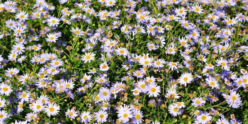 How Asters Keep Your Garden Blooming Into Fall