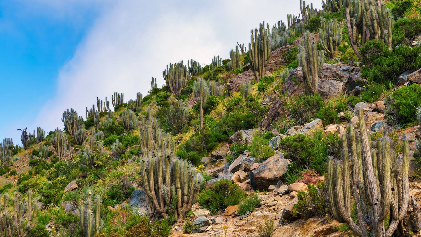 Why Rare Cacti Are Disappearing and How Experts Are Fighting Back