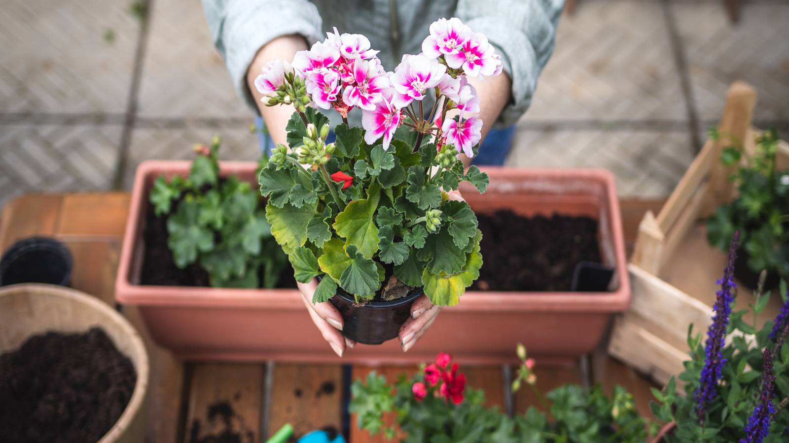 Stunning Bedding Flowers For Your Landscaping