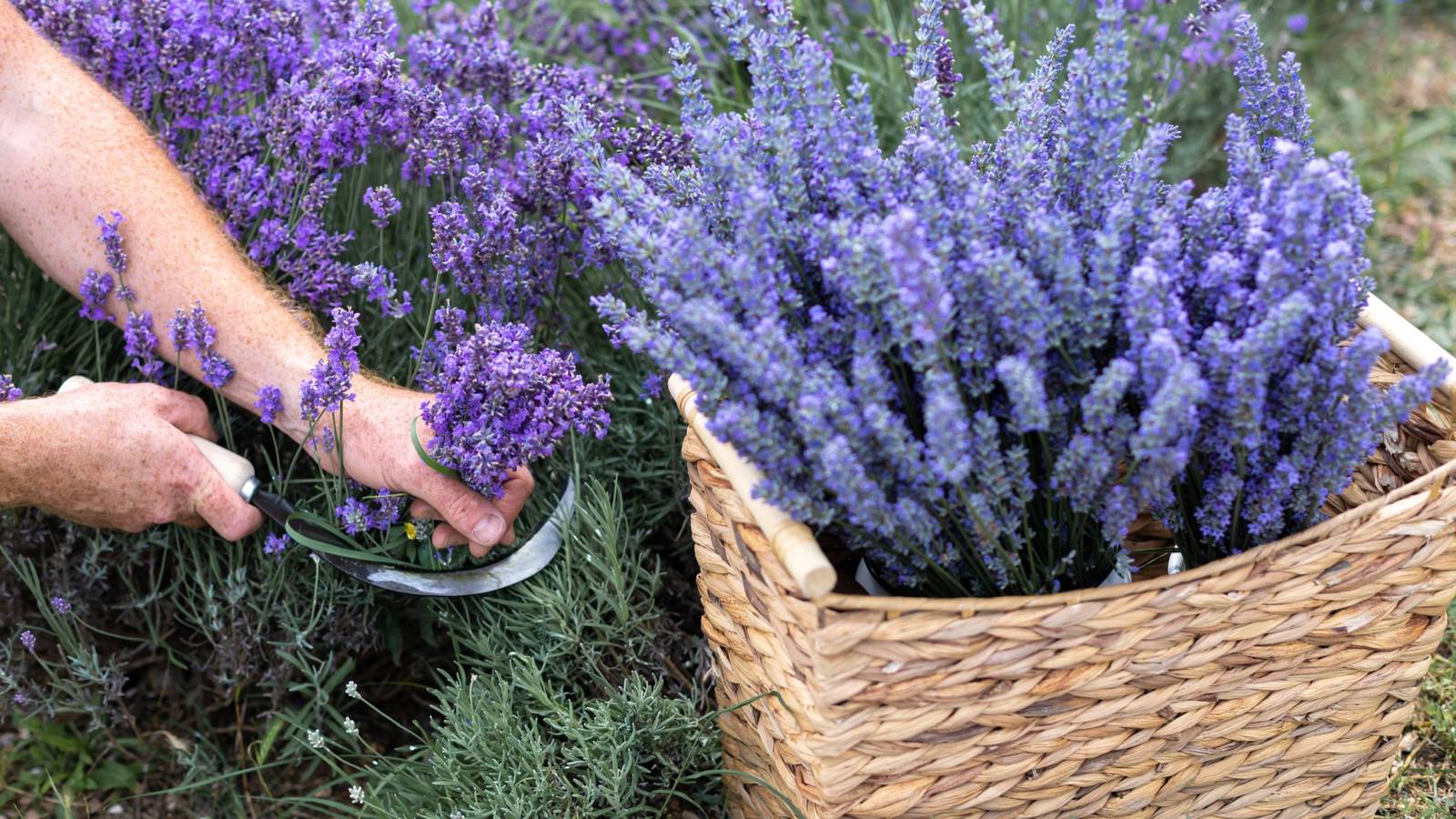 Herbal First Aid: 5 Medicinal Plants that Heal Naturally