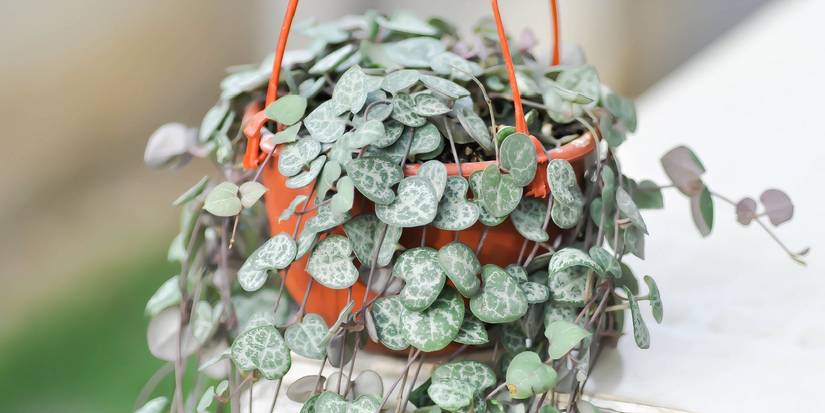 Chain of Hearts: The Romantic Houseplant Stealing Hearts in Home Decor