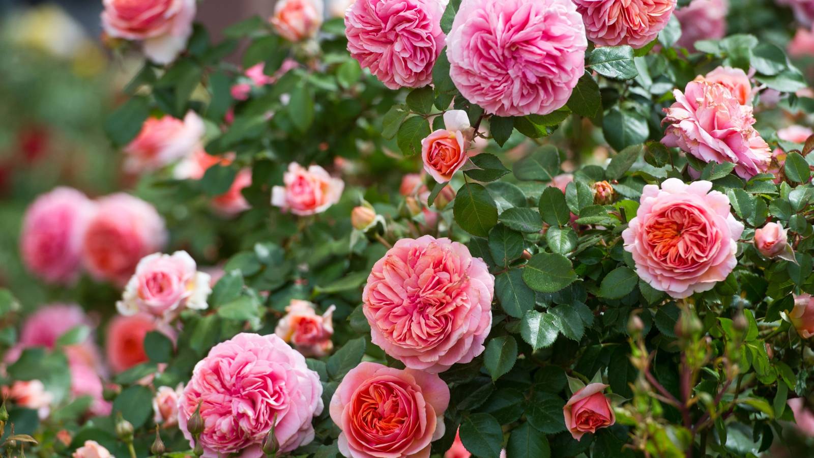 5 Stunning Rose Varieties You’ll Want in Your Garden