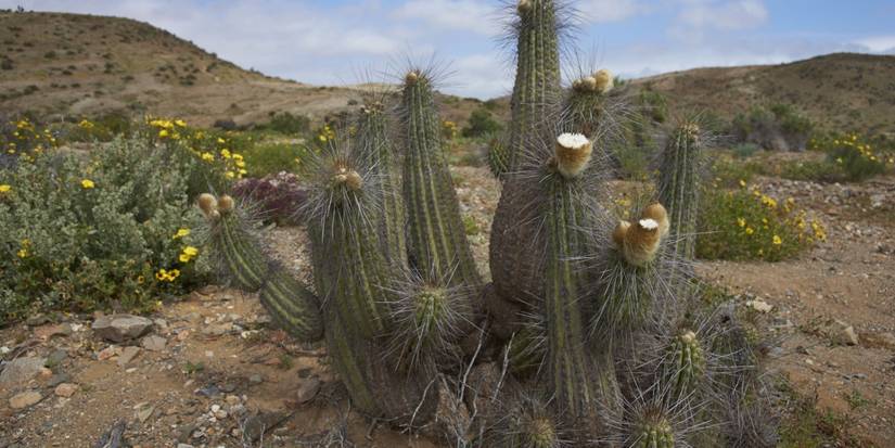 Grow Desert Plants in Wet Climates: Drainage and Soil Tips