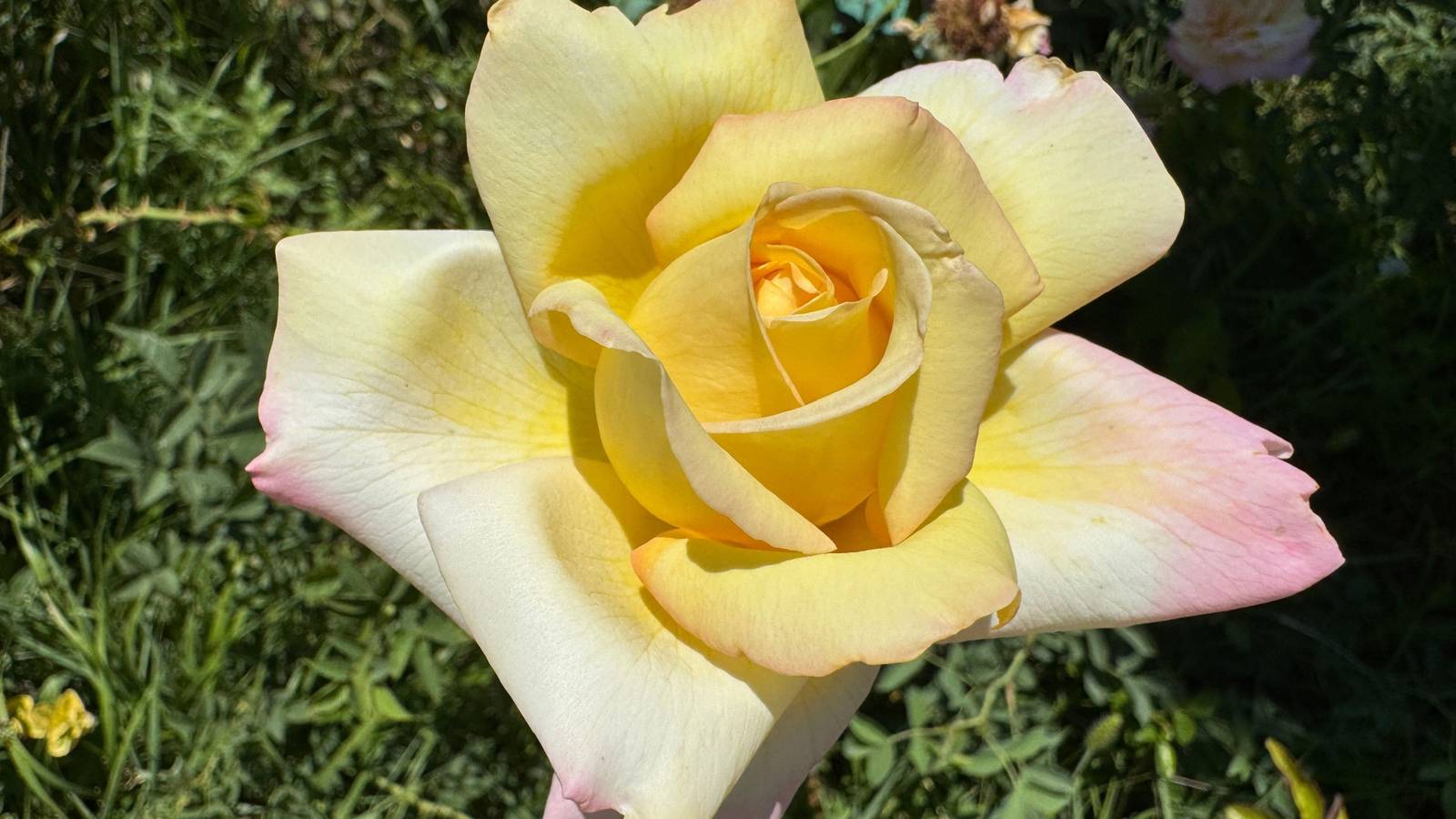 Rose Bouquets: 5 Types of Roses With Huge Blooms