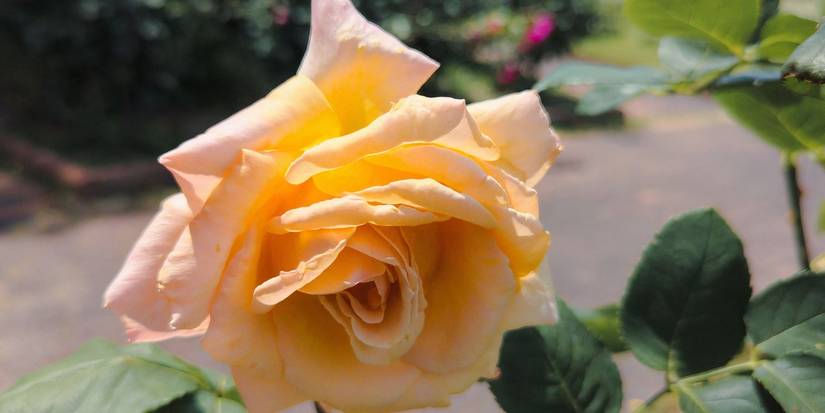 Rose Bouquets: 5 Types of Roses With Huge Blooms