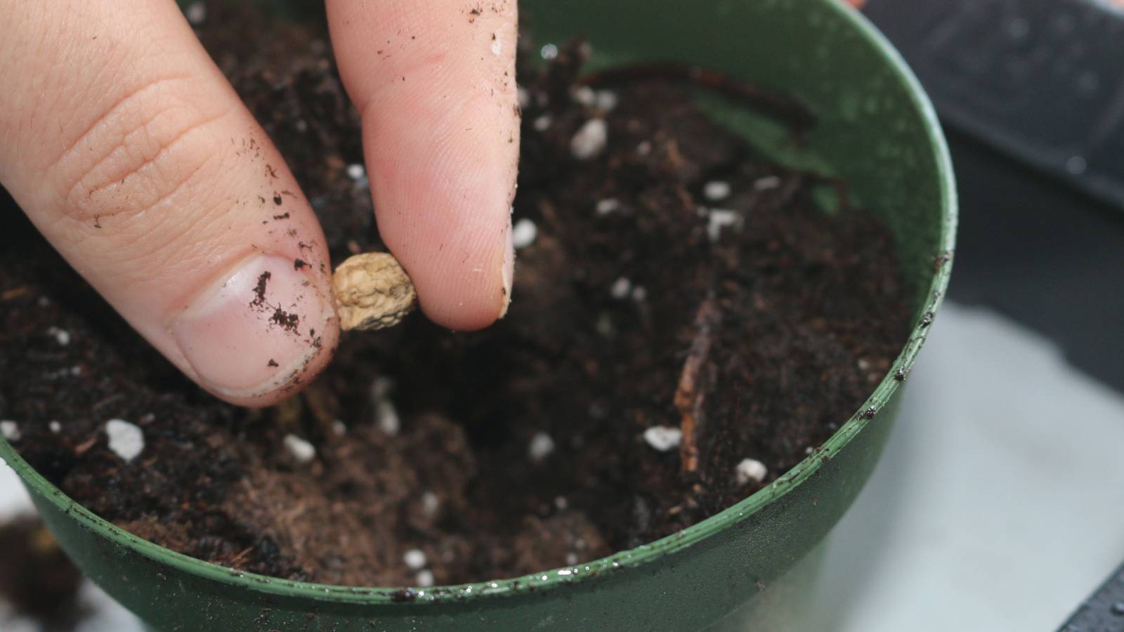 Cold Stratification for Seeds