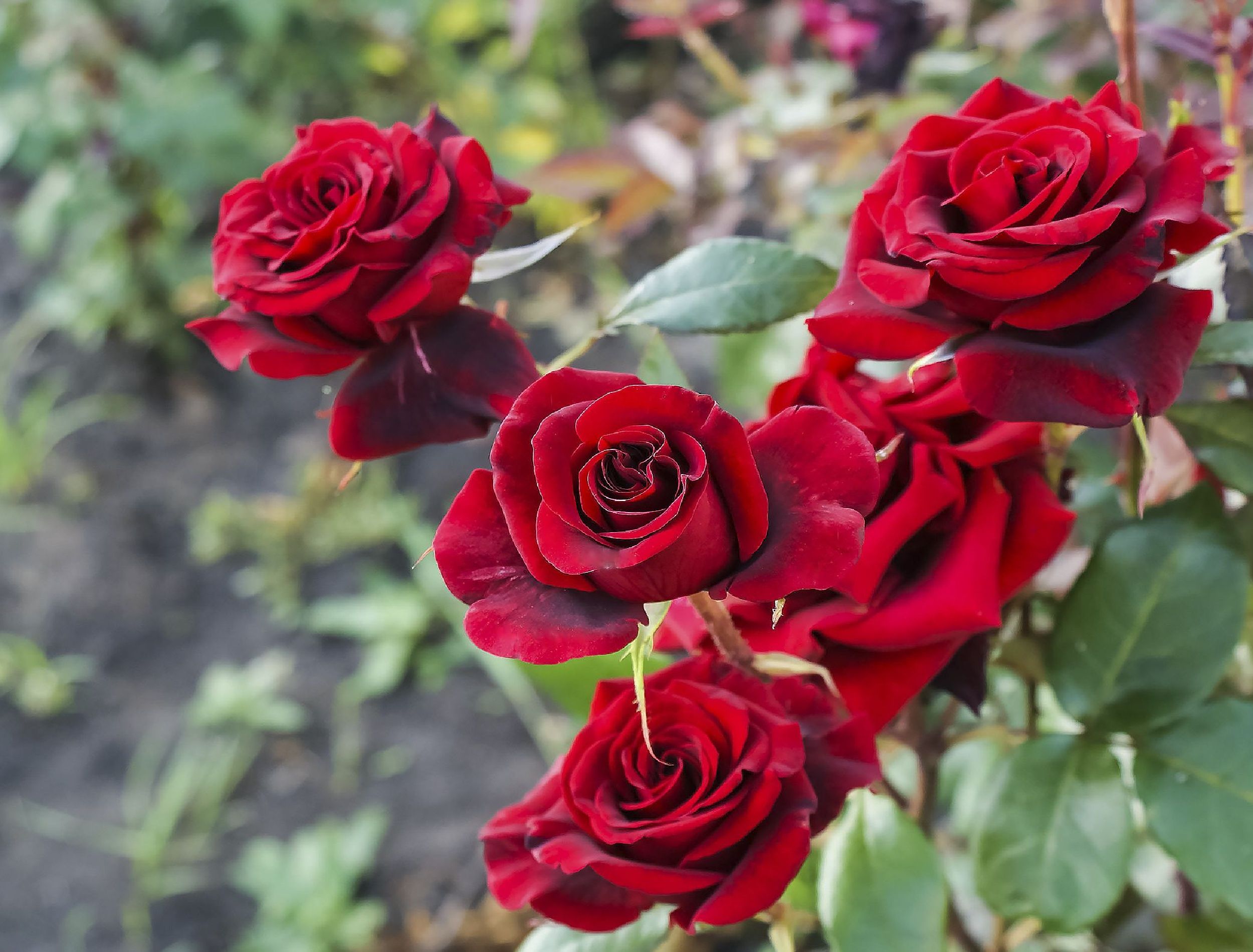 Roses That Never Stop Blooming? Here's the Secret Garden Hack