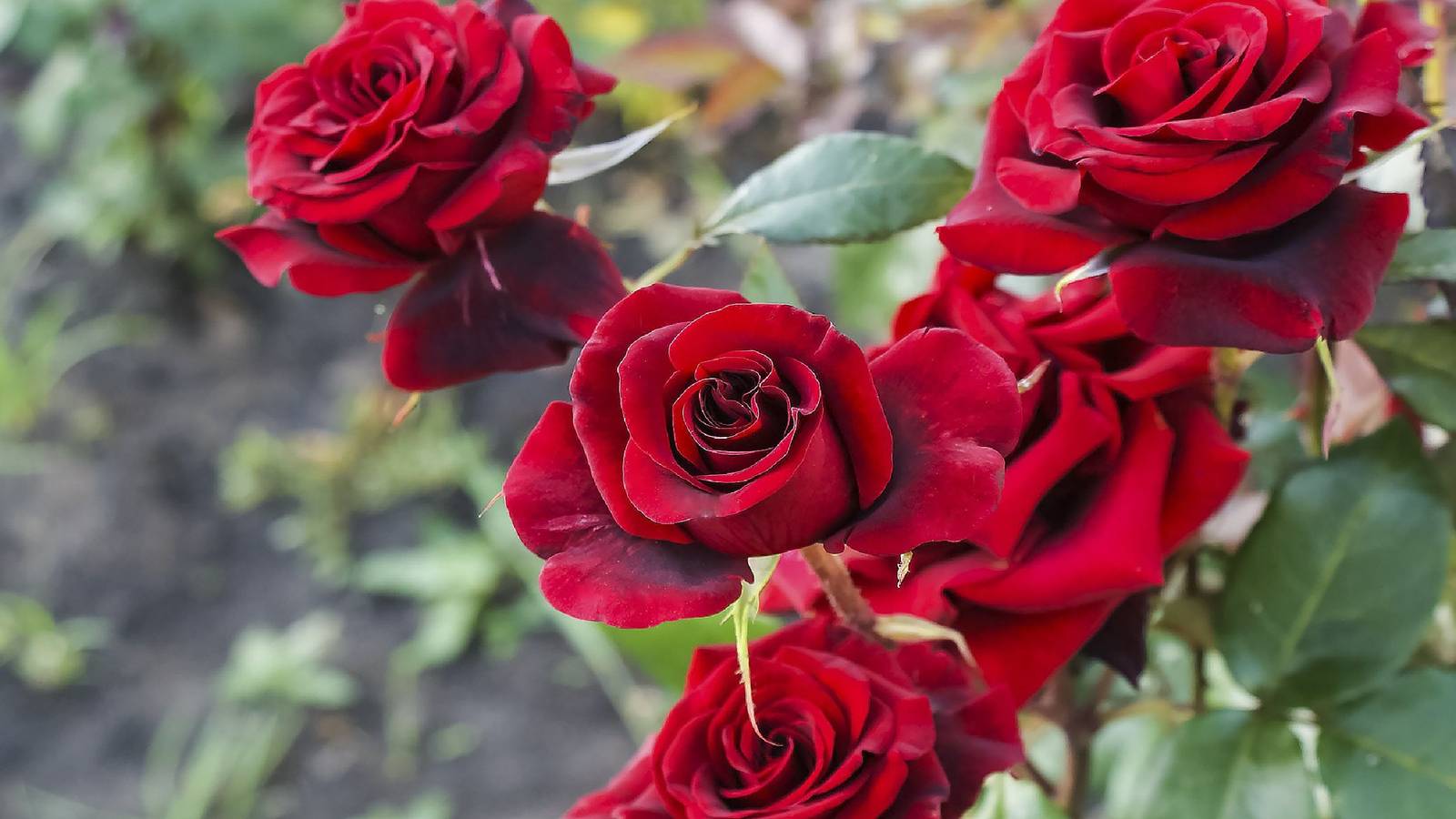 Roses That Never Stop Blooming? Here's the Secret Garden Hack