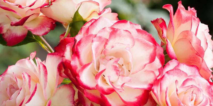 Rose Bouquets: 5 Types of Roses With Huge Blooms