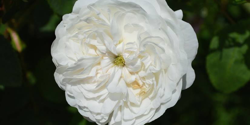 Rose Bouquets: 5 Types of Roses With Huge Blooms