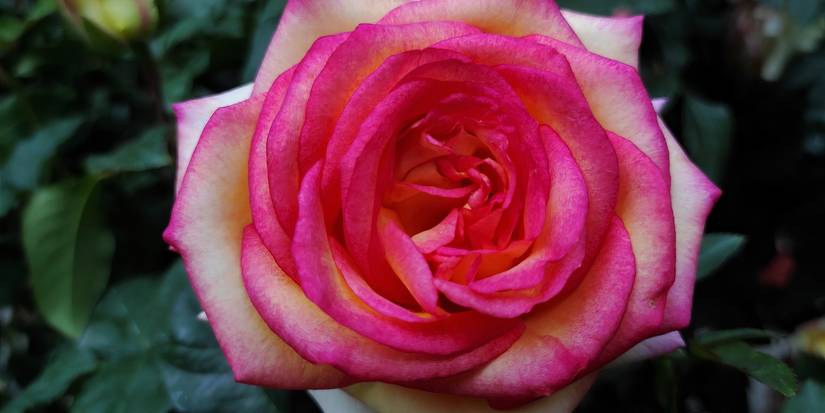 Rose Bouquets: 5 Types of Roses With Huge Blooms