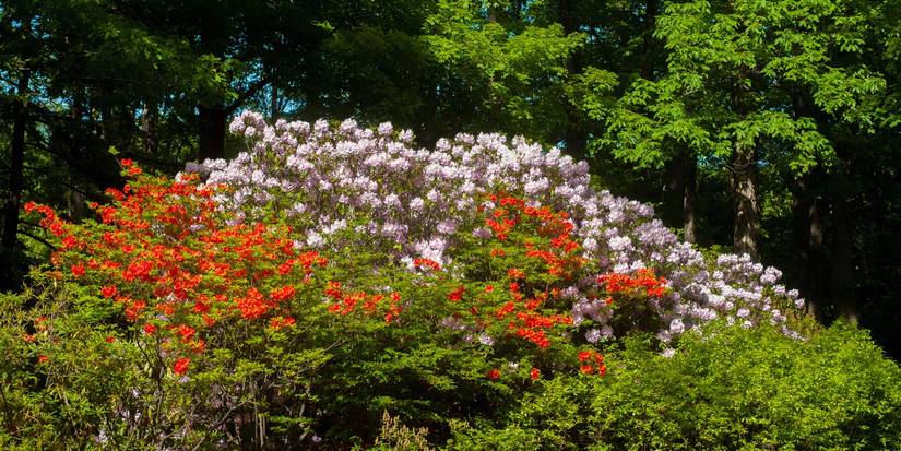 Garden Ideas: Use a Mound Garden to Showcase Your Plants or Flowers