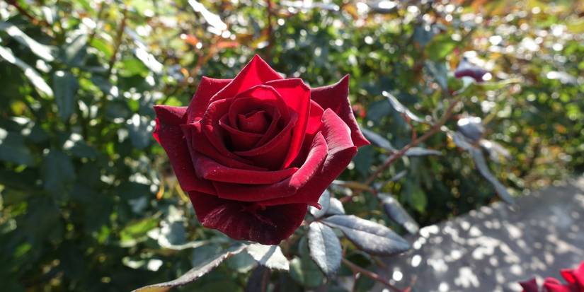 Prom Perfection: May’s Best Blooms for Your Bouquet