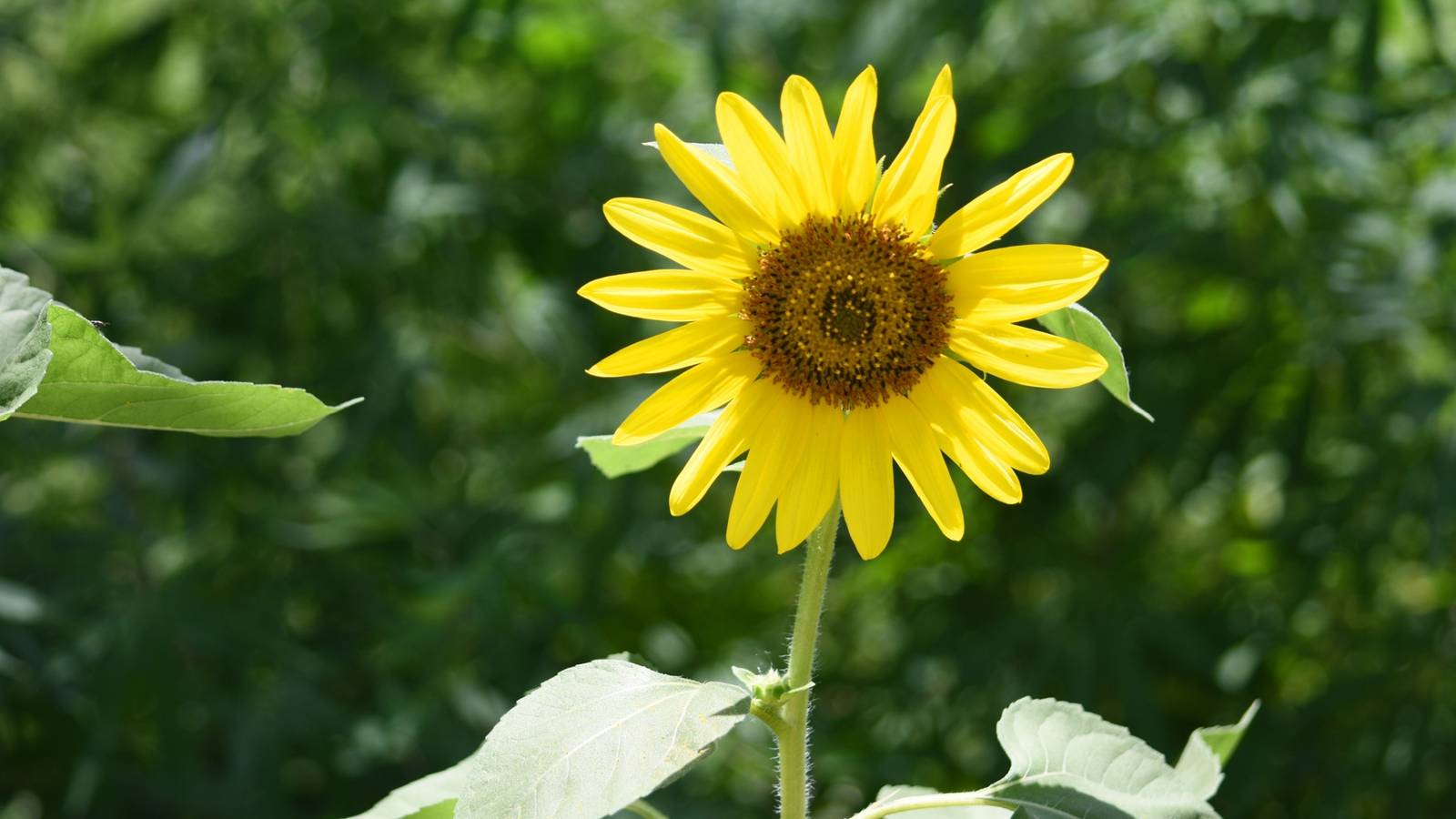 Clover the Sunflower: How One Backyard Grew the World’s Tallest Bloom