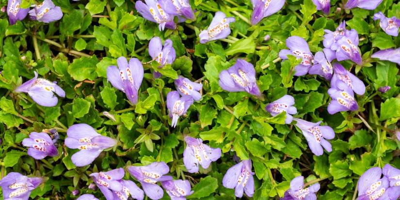 5 Stunning Perennials That Thrive in Small Gardens