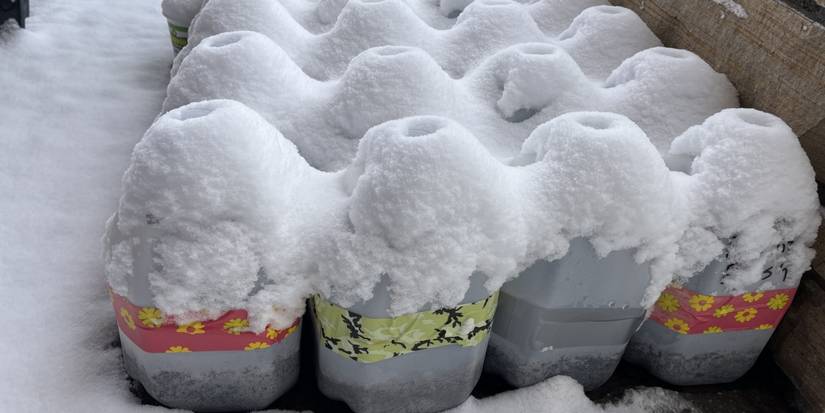 Cold Stratification for Seeds