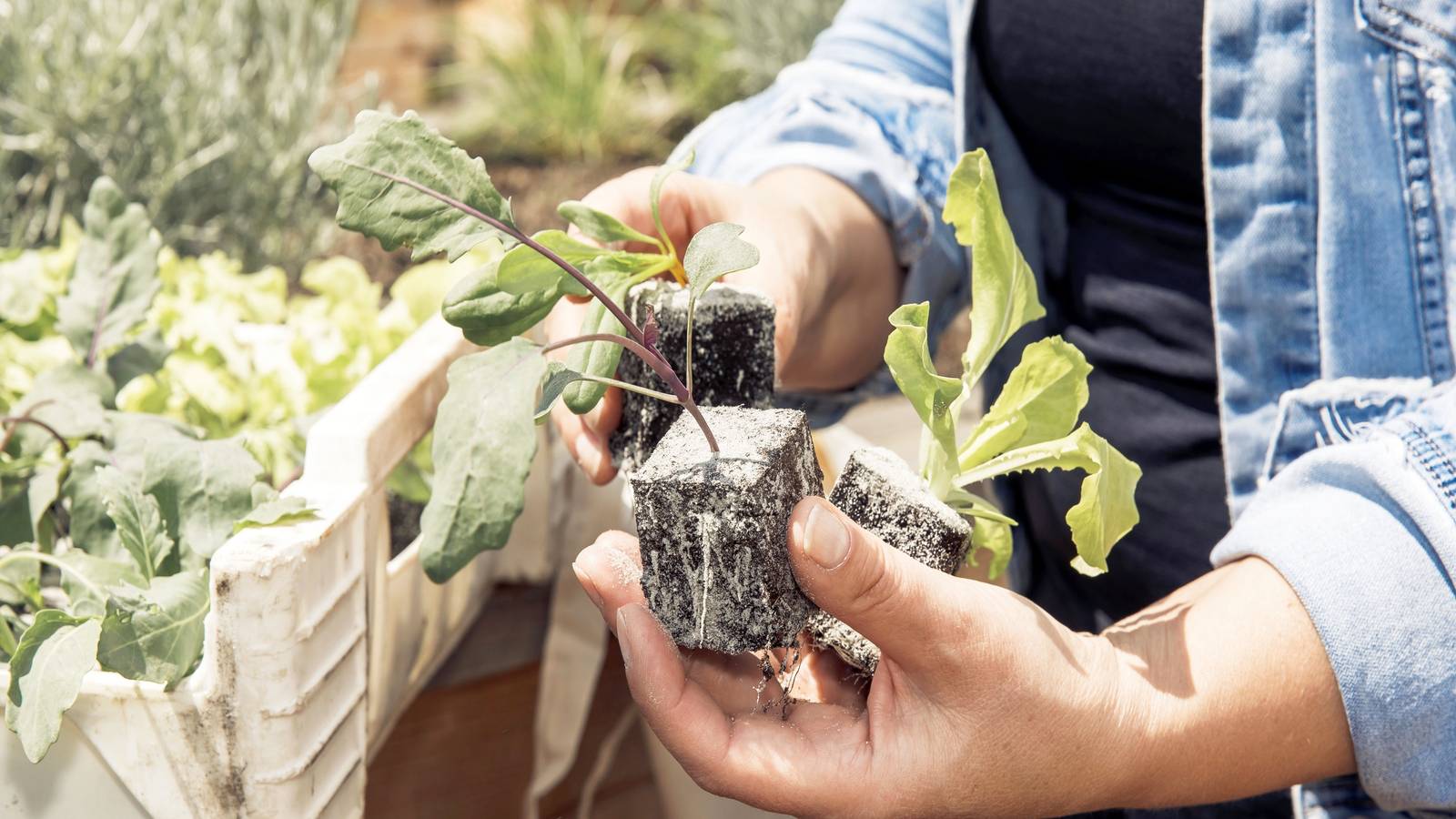 Soil Blocking 101: A Sustainable and Effective Way to Start Seeds