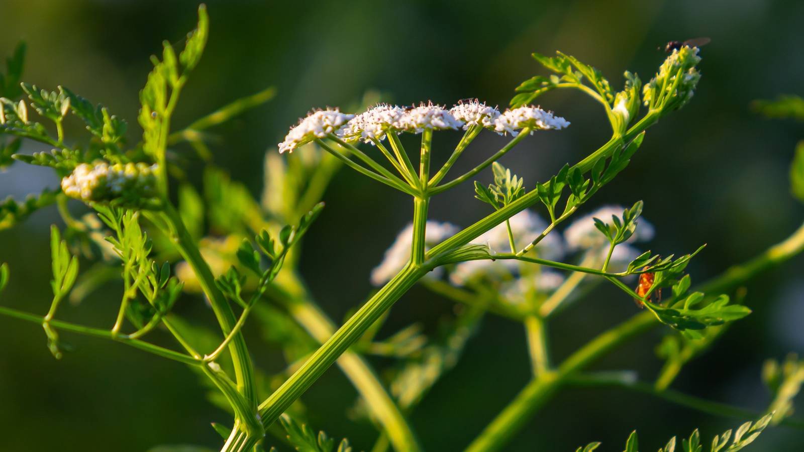 How to Identify and Remove Poison Hemlock in Tennessee Safely