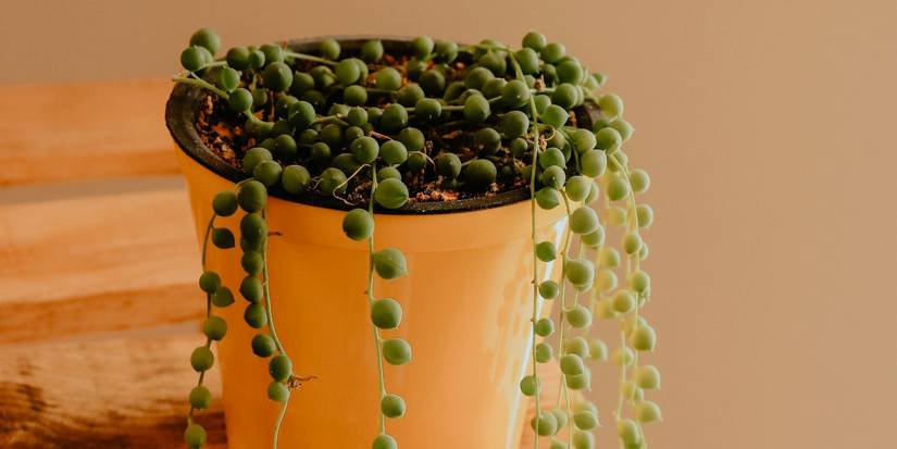 5 Popular Houseplants That are Poisonous to Cats and Dogs