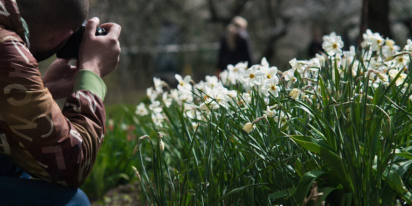 How Daffodils Brought Healing to New York City