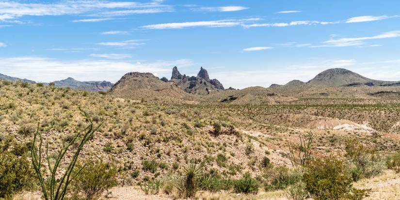 Wooly Devil Discovery: A Rare Desert Plant Thriving in Texas