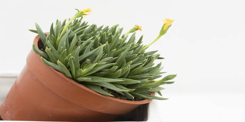 Tilted Flower Pots: A Whimsical and Creative Way to Elevate Your Garden
