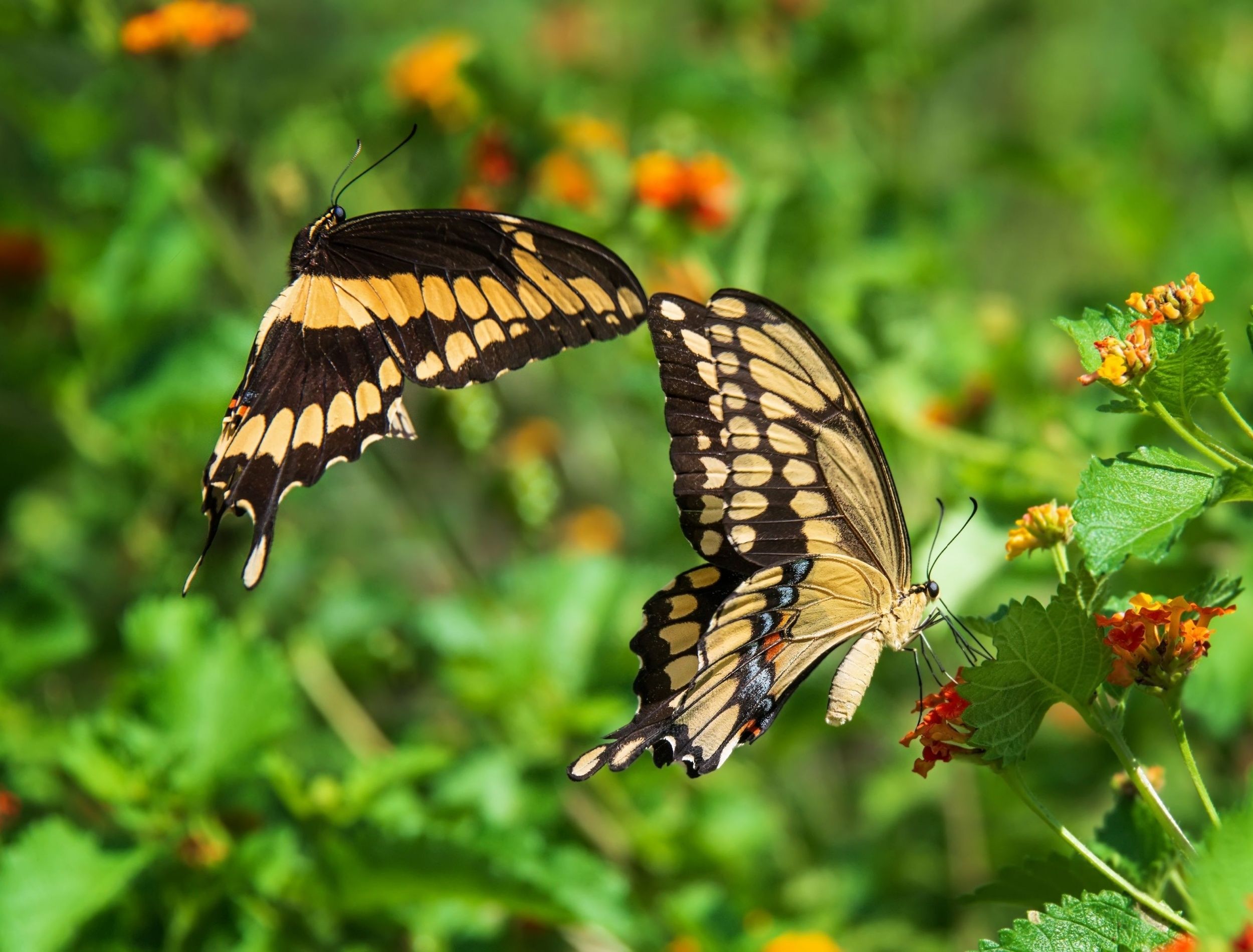 Which Butterfly Species Thrive in Your Region? Discover Local Favorites