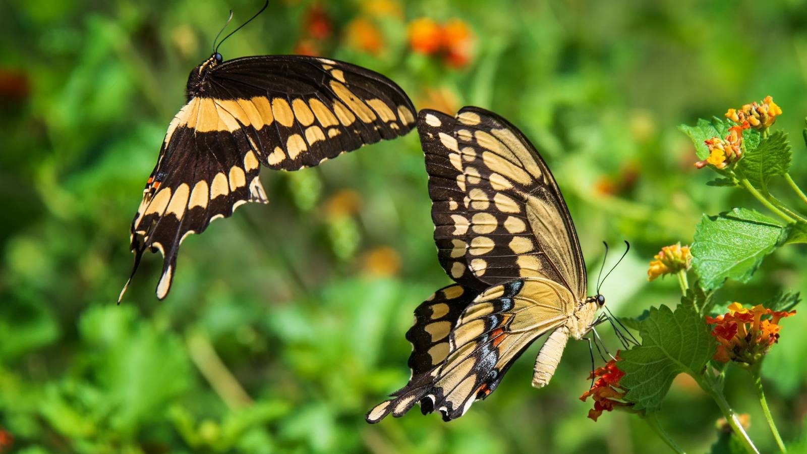 Which Butterfly Species Thrive in Your Region? Discover Local Favorites