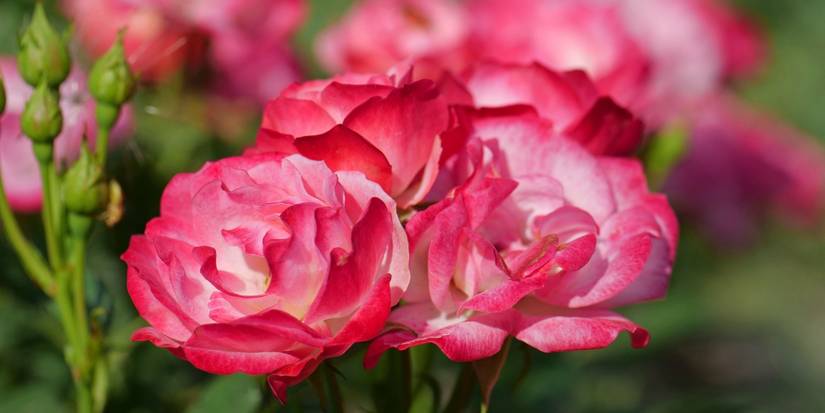 2 Ways to Make Homemade and Fragrant Rose Water