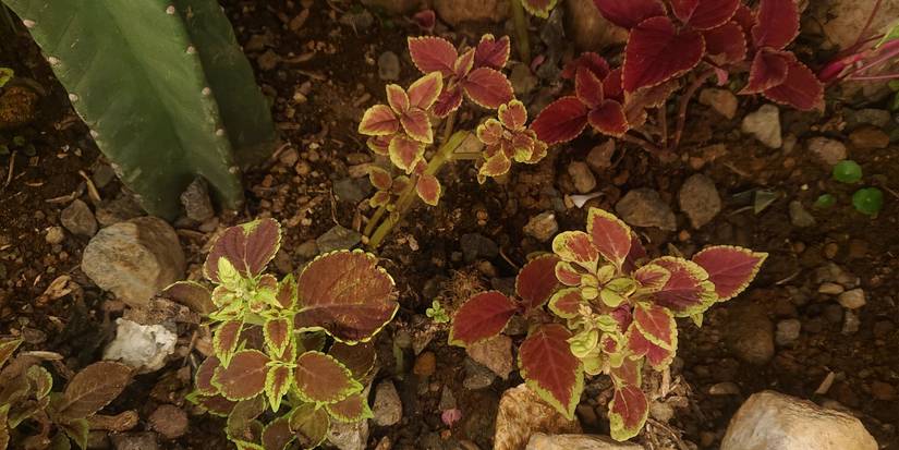 Rule of Three in Gardening: Simple Design for a Balanced Look