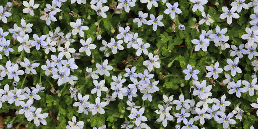 Walkable Groundcovers That Add Beauty and Reduce Lawn Upkeep